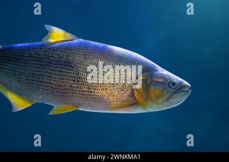 Salminus brasiliensis dorado, golden dorado, river tiger or jawed ...