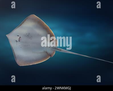 Southern stingray (Hypanus americanus). Marine fish Stock Photo - Alamy