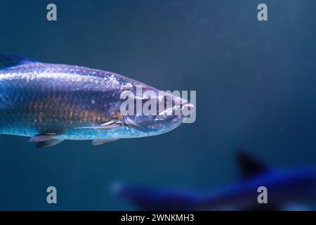 Atlantic Tarpon (Megalops atlanticus) Actinopterygii Stock Photo - Alamy