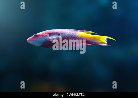 The spotfin hogfish or Cuban hogfish (Bodianus pulchellus) is a species ...