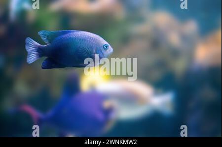 Yellowtail Damselfish (Microspathodon chrysurus Stock Photo - Alamy