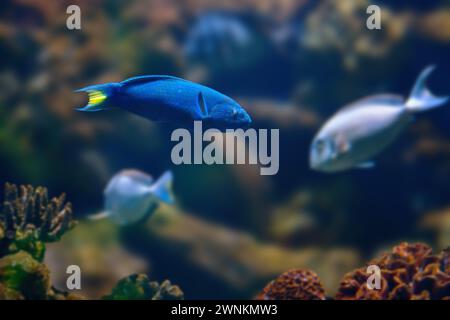 Moon wrasse (Thalassoma lunare) is a marine fish native to tropical ...