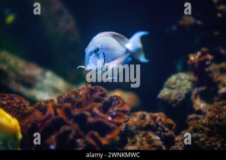 Ocean Surgeon (Acanthurus bahianus) - Marine Fish Stock Photo - Alamy