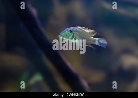 Demon Eartheater (Satanoperca jurupari Stock Photo - Alamy