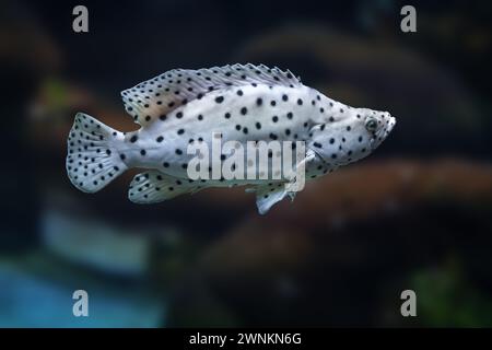 Panther Grouper fish (Cromileptes altivelis) or Humpback Grouper Stock ...
