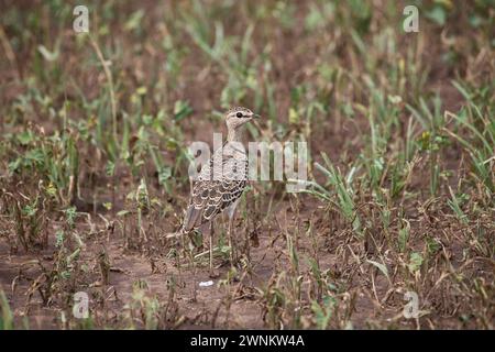 Double-banded courser (Smutsornis africanus) photographed in evening ...