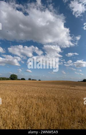 Mature barleys (Hordeum vulgare), cloudy sky, Vitense, Mecklenburg ...