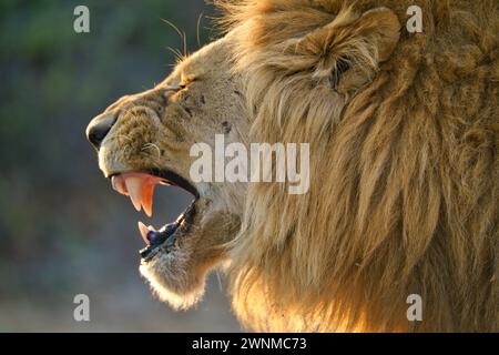 Lion cub roaring close-up with open mouth and teeth visible on black ...