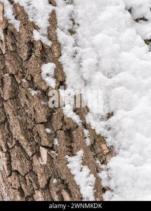 Cork tree bark texture with snow. Tree bark texture with snow. Natural ...