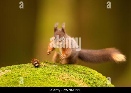 Beautiful Red Squirrel playing about in the woods Stock Photo - Alamy