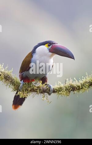Black-billed Mountain Toucan (Andigena nigrirostris spilorhynchus) at ...