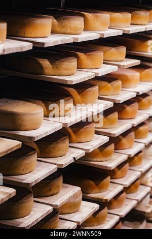 Round cheese heads in the cheese factory lie on the shelves of the ...