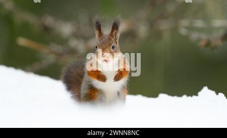 Cute Norwegian Red squirrel (Sciurus vulgaris) in snow Stock Photo - Alamy