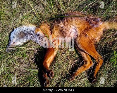 The body of a dead fox. The dead animal decomposes on the grass Stock ...