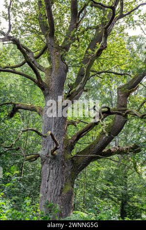 Landscape with forest of big old oak trees Stock Photo - Alamy