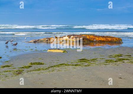 Seaweed tangled on baleen of a dead beached whale on the Pacific Ocean ...
