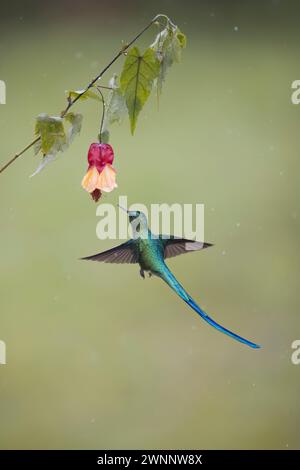 Long-tailed Sylph feeding on a flower taken in Colombia South America ...