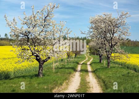 Blooming cherry tree with rapeseed field. Spring rural landscape with ...