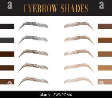 Eyebrow Colors Chart Illustration Stock Vector Image & Art - Alamy