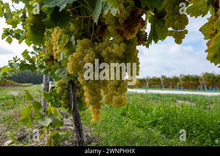 Harvest time on vineyards of Cognac white wine region, Charente, ripe ...