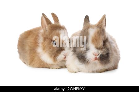 Cute fluffy pet rabbits isolated on white Stock Photo - Alamy