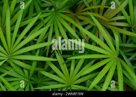 Rattan palm tree This small tree is used as a seed for planting in the ...