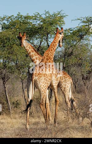 Two giraffe in their natural habitat hidden by green bushes. Wildlife ...