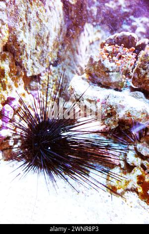 natural coral aquarium texture as nice background Stock Photo - Alamy