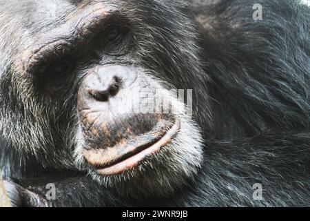 head of chimpanzee as very nice background Stock Photo - Alamy