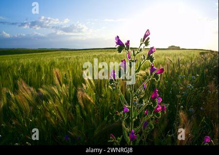 Spring landscape near Aldea del Fresno and the Alberche river flora ...