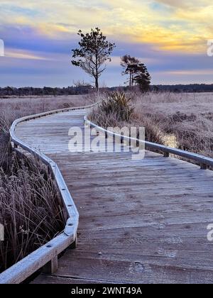 Godalming, UK. 03rd Mar, 2024. Thursley Common, Elstead. 03rd March ...