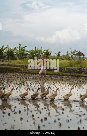 Long-haired man on a duck farm. Ducks in a rice field Bali Stock Photo ...
