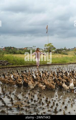Long-haired man on a duck farm. Ducks in a rice field Bali Stock Photo ...