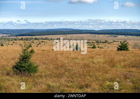 Expansive grassland of the Hautes Fagnes, Belgium, with scattered ...