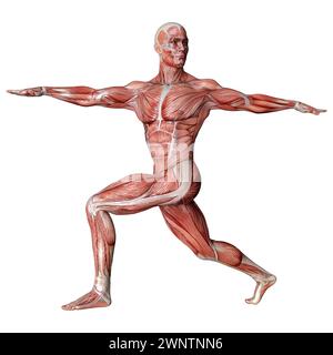 3D rendering of a male figure with muscle maps isolated on white ...