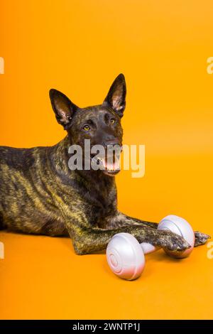 Dutch Shepherd holding dumbbell on red and yellow background Stock ...