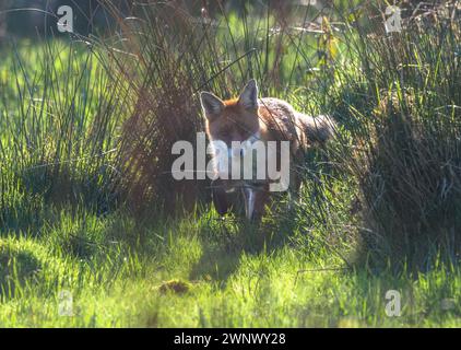 Adult Fox scenting in grasses, Teifi Marshes, Cardigan, Wales Stock ...