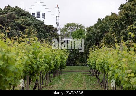 Small vineyard, backyard of home winery, two rows of grape vines and ...