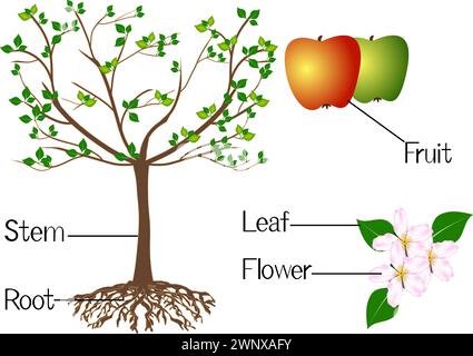 Anatomy of tree trunk illustration Stock Vector Image & Art - Alamy