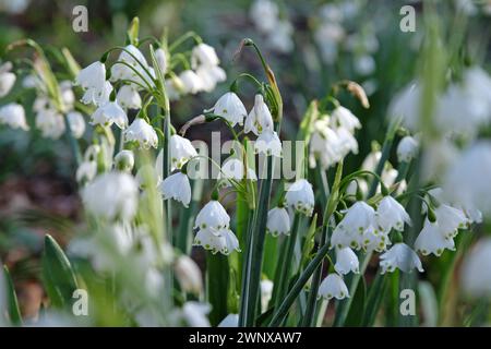 Leucojum ÔGravetye GiantÕ, also known as snowflakes, in flower Stock ...