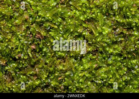Crenulated Flapwort (Solenostoma gracillimum Stock Photo - Alamy