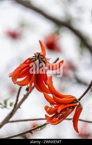 Big red flower of Erythrina caffra, corallodendron. African flora ...