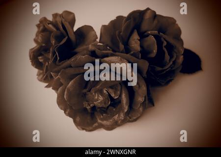 Three Sepia Brown Roses tone. White background, dark vignetting on the ...