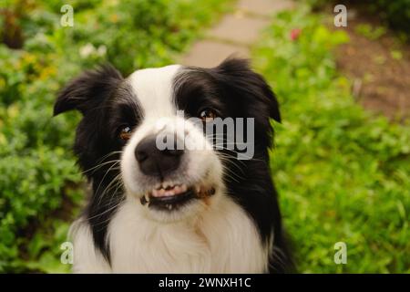 Angry Border Collie Dog, Growling and Showing Teeth Stock Photo - Alamy