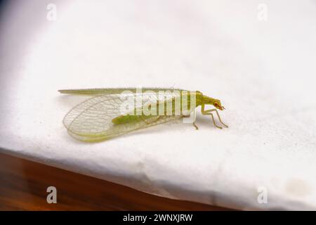 Chrysoperla carnea Family Chrysopidae Genus Chrysoperla Common green ...