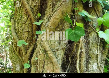 Creepers on tree branches in a European forest. Serbia, Fruska Gora ...