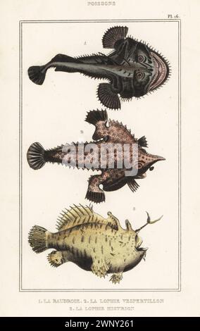 Brazilian Batfish (Ogcocephalus vespertilio) - Marine fish Stock Photo ...