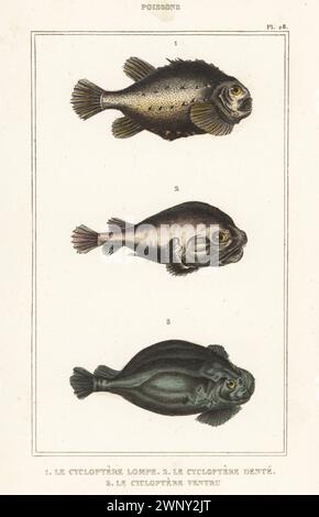 Lumpfish (Cyclopterus lumpus Stock Photo - Alamy