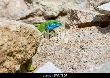 European green lizard male sunbathing on the rock (Lacerta viridis ...