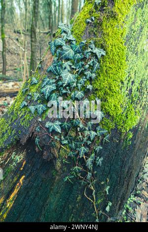 Life and death: an ivy branch climbing up on the dead trunk of an oak ...